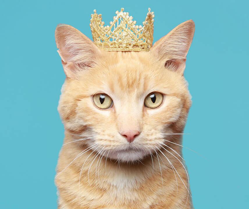 Which Cat Photo Is Cuter Poll