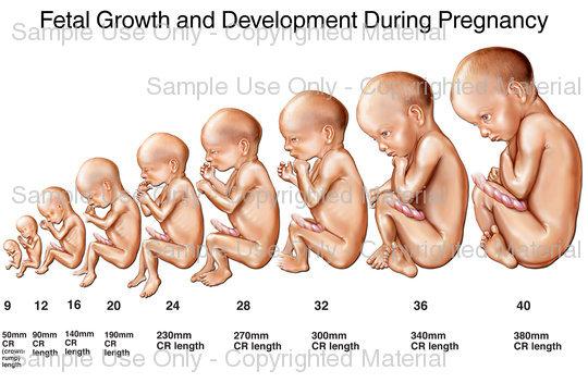 Fetal Development from Conception to Birth - Scored Quiz