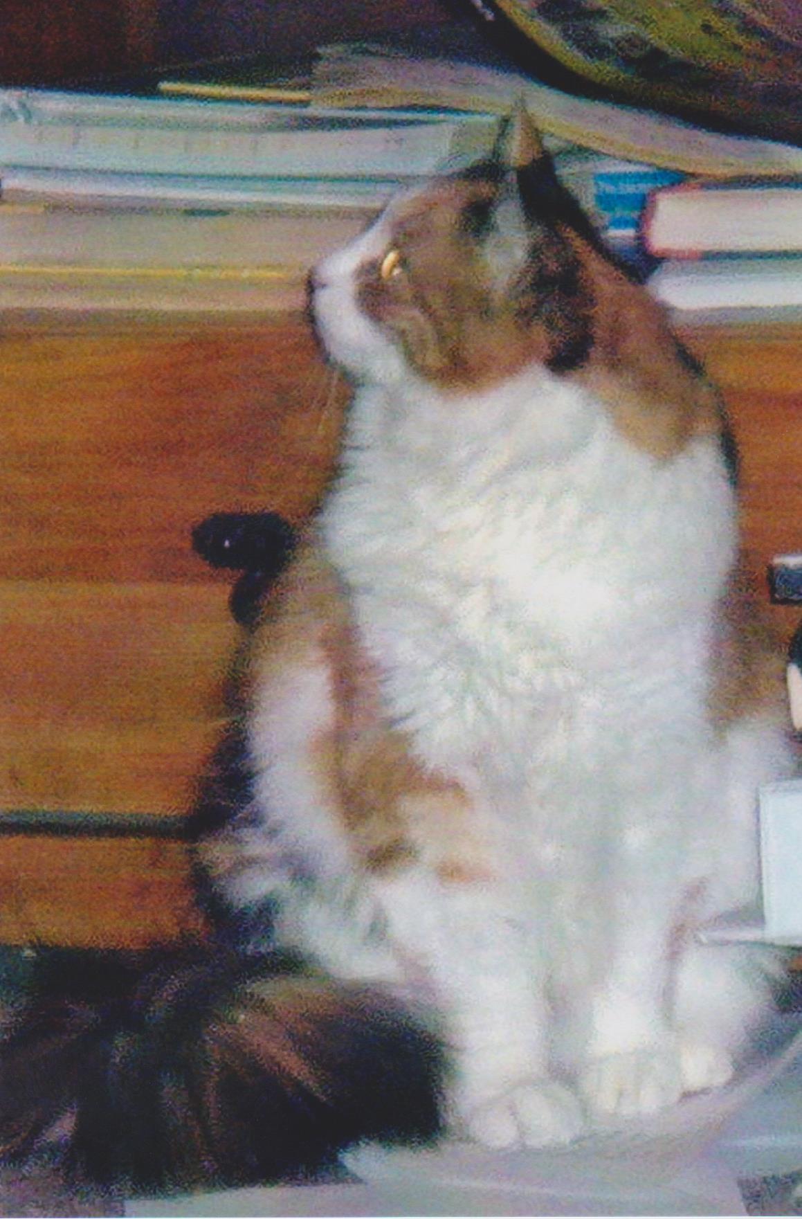 What roblox name should you have? (GIRLS ONLY) - Personality Quiz